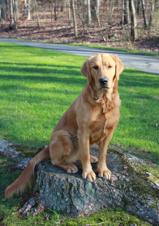 Our Dogs – FOX CREEK GOLDENS